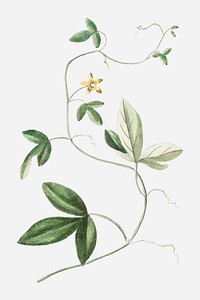 Passion flower vector | Premium Vector Illustration - rawpixel