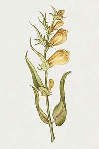 Vintage yellow Toadflax blooming illustration | Premium PSD ...