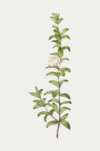 Vintage Myrtle vector illustration botanical | Premium Vector - rawpixel