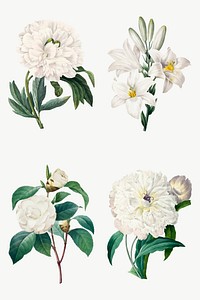 White flower vector vintage botanical | Premium Vector - rawpixel