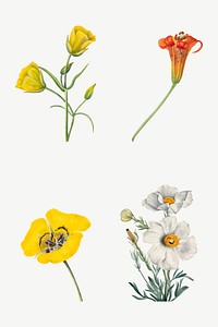 Colorful flowers blossom vector illustration | Premium Vector - rawpixel