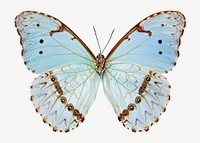 Blue butterfly collage element psd | Free PSD - rawpixel