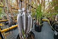 Energy cane various stages propagation | Free Photo - rawpixel