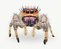 Colorful spider, isolated design | Free Photo - rawpixel