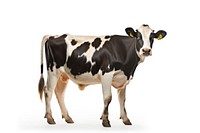 Cow livestock mammal cattle. AI | Premium Photo - rawpixel