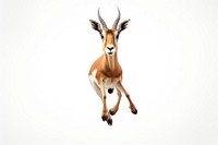Springbok wildlife jumping animal. | Premium Photo - rawpixel