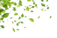 Falling leaf photo | Premium Photo - rawpixel