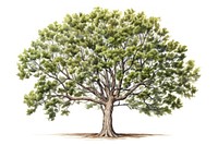 Watercolor beech tree drawing sketch | Free Photo Illustration - rawpixel