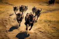 Wild buffalo livestock wildlife running. | Free Photo - rawpixel