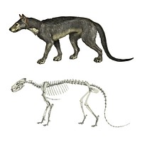Restoration and skeleton Daphoenodon superbus | Free Photo - rawpixel