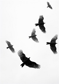 Birds sky animal motion flying. | Free Photo - rawpixel