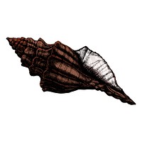 Hand drawn conch sea shell | Premium Vector Illustration - rawpixel