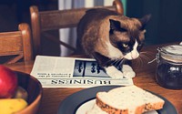 Eatery Breakfast Morning Meal Cat | Premium Photo - rawpixel