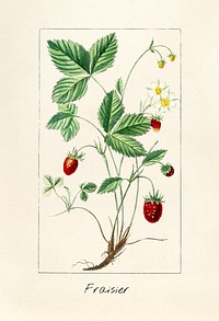 Antique illustration of Fraisier | Premium Photo Illustration - rawpixel