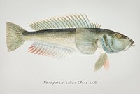 Drawing antique fish Parapercis colias | Free Photo Illustration - rawpixel