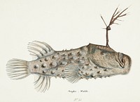 Antique Prickly anglerfish drawn Fe. | Free Photo Illustration - rawpixel