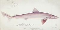 Antique fish Requiem shark drawn | Free Photo Illustration - rawpixel
