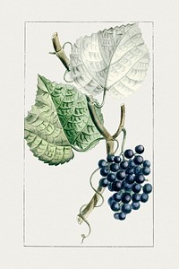 Hand drawn grapes. Original Biodiversity | Free Photo Illustration ...