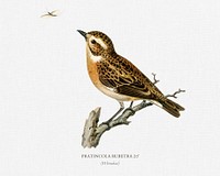 Whinchat 2♂ (Pratincola rubetra) illustrated | Premium Photo ...