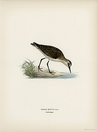 Little stint (tringa minuta) illustrated | Free Photo Illustration ...
