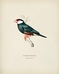 Java Sparrow (Lonchura Oryzivora) illustrated | Premium Photo ...