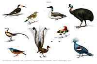 Different types of birds illustrated | Premium PSD - rawpixel