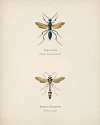 Different types of insects illustrated | Premium Photo - rawpixel