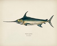 Swordfish (Xiphias gladius) illustrated by Charles | Premium Photo ...