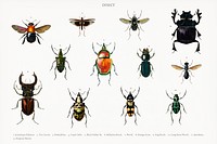 Different types insects illustrated Charles | Premium Photo - rawpixel