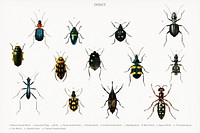 Different types of insects illustrated | Premium Photo - rawpixel