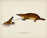Platypus (Ornithorhynchus Paradoxus) illustrated by Charles | Premium ...