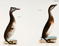 307. Red-necked Grebe (Podiceps rubricollis) | Free Photo Illustration ...