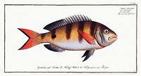 Annular Gilt-head (Sparus annularis) Ichtylogie, | Free Photo ...