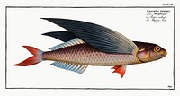 Flying-Fish (Exocoetus evolans) from Ichtylogie, | Free Photo ...