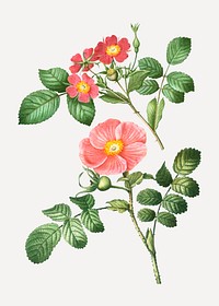 Redleaf rose Japanese rose vector | Premium Vector Illustration - rawpixel