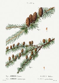 European larch, Abies larix and | Free Photo Illustration - rawpixel