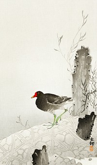 Moorhen (1900 - 1936) Ohara | Free Photo Illustration - rawpixel
