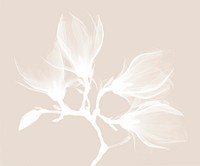Magnolia x-ray photography design, remix | Premium Photo Illustration ...