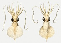 Love heart squid, whiplash squid | Premium PSD - rawpixel