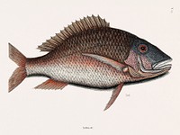 Vintage illustration of Mutton Fish | Premium PSD Illustration - rawpixel