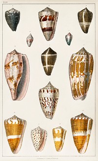 Collection various shells. Digitally enhanced | Free Photo Illustration ...