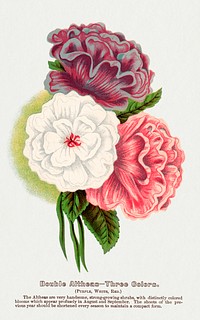 Double Althea 3 colors lithograph | Free Photo Illustration - rawpixel