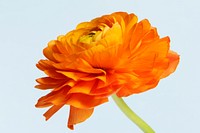 Blooming orange ranunculus flower | Premium Photo - rawpixel