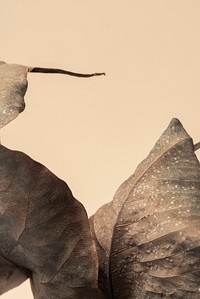 Dried Bodhi leaves textured background | Premium Photo - rawpixel