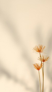 Dried Papyrus branches wall | Premium PSD - rawpixel