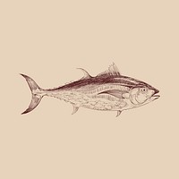 Illustration drawing style sea fish | Premium Vector Illustration ...