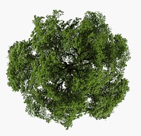 Green tree top view, isolated | Premium PSD - rawpixel