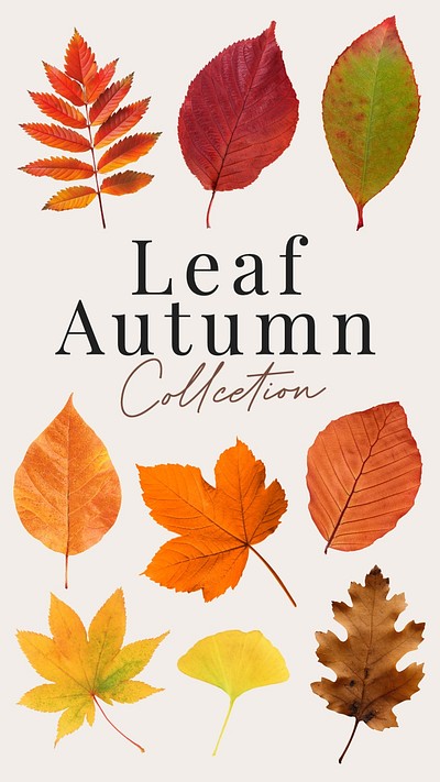 Autumn leaf set, editable design | Premium Editable Design - rawpixel