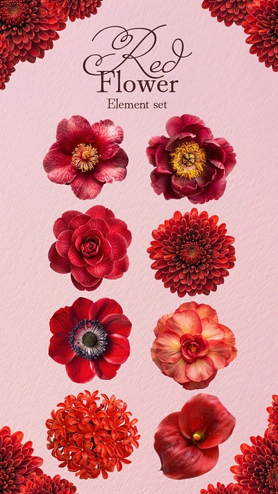 Editable red flower element set | Premium Editable Design - rawpixel
