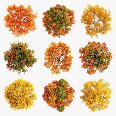 Editable Autumn tree top view | Premium Editable Design - rawpixel